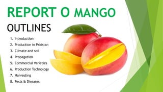 Mango Production (SAFEER MEHDI SAU TANDOJAM) | PPTX