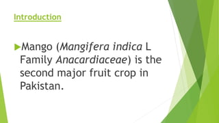 Mango Production (SAFEER MEHDI SAU TANDOJAM) | PPTX