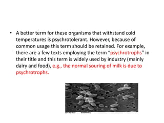 GROUPS of bacteria importance in food microbiology | PPTX