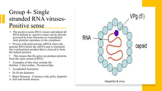 classification of virus | PPTX | Genetics | Science