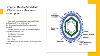 classification of virus | PPTX