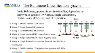 classification of virus | PPTX