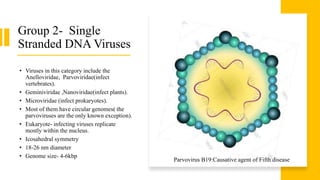 classification of virus | PPTX