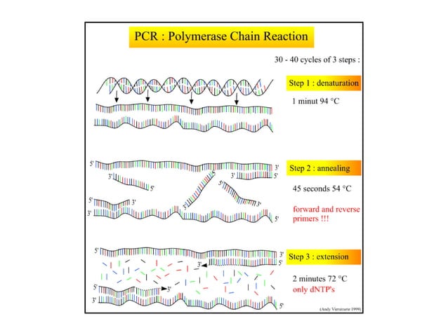 Polymerase Chain Reaction | PPT