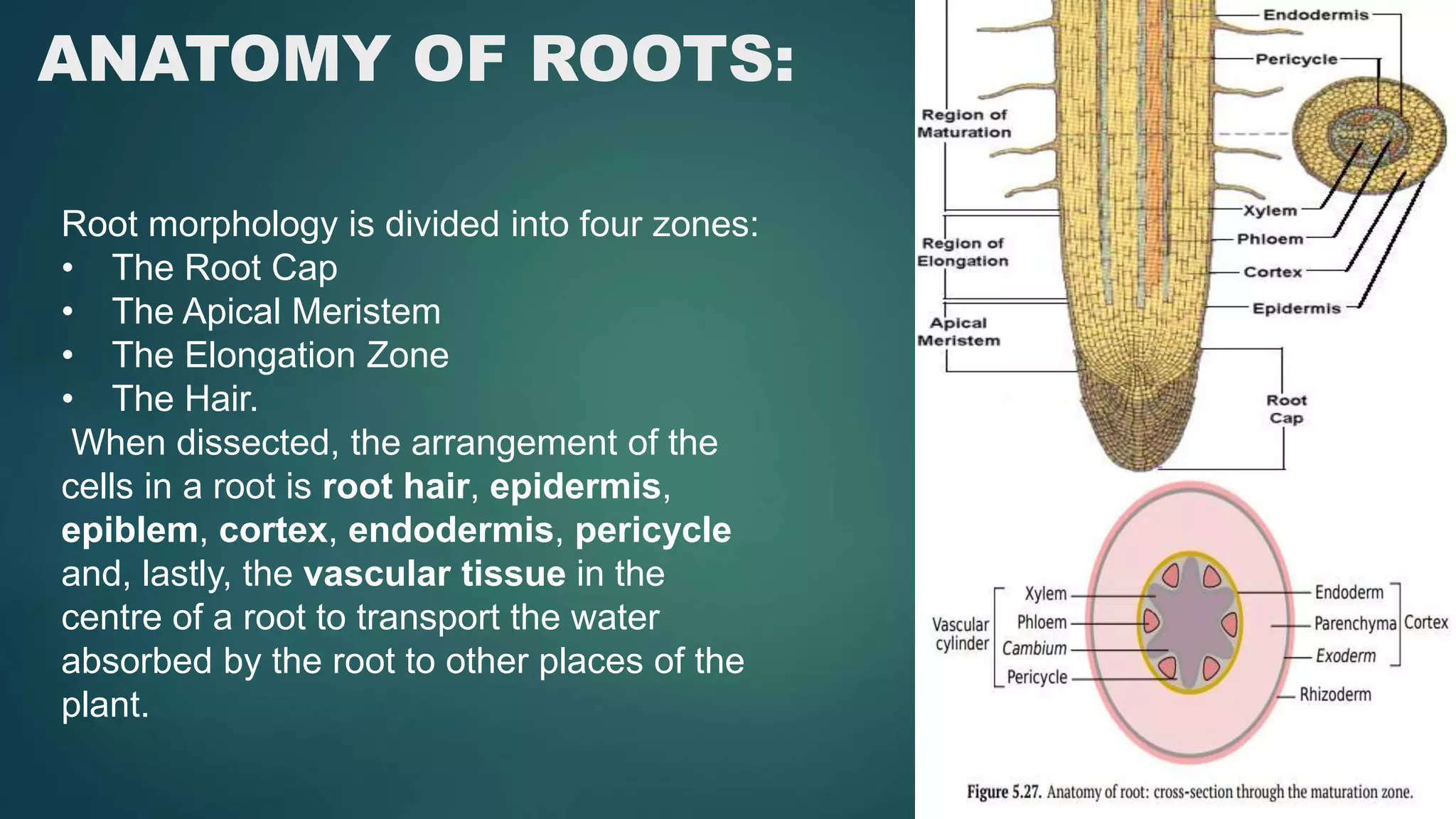 Presentation of roots | PPT
