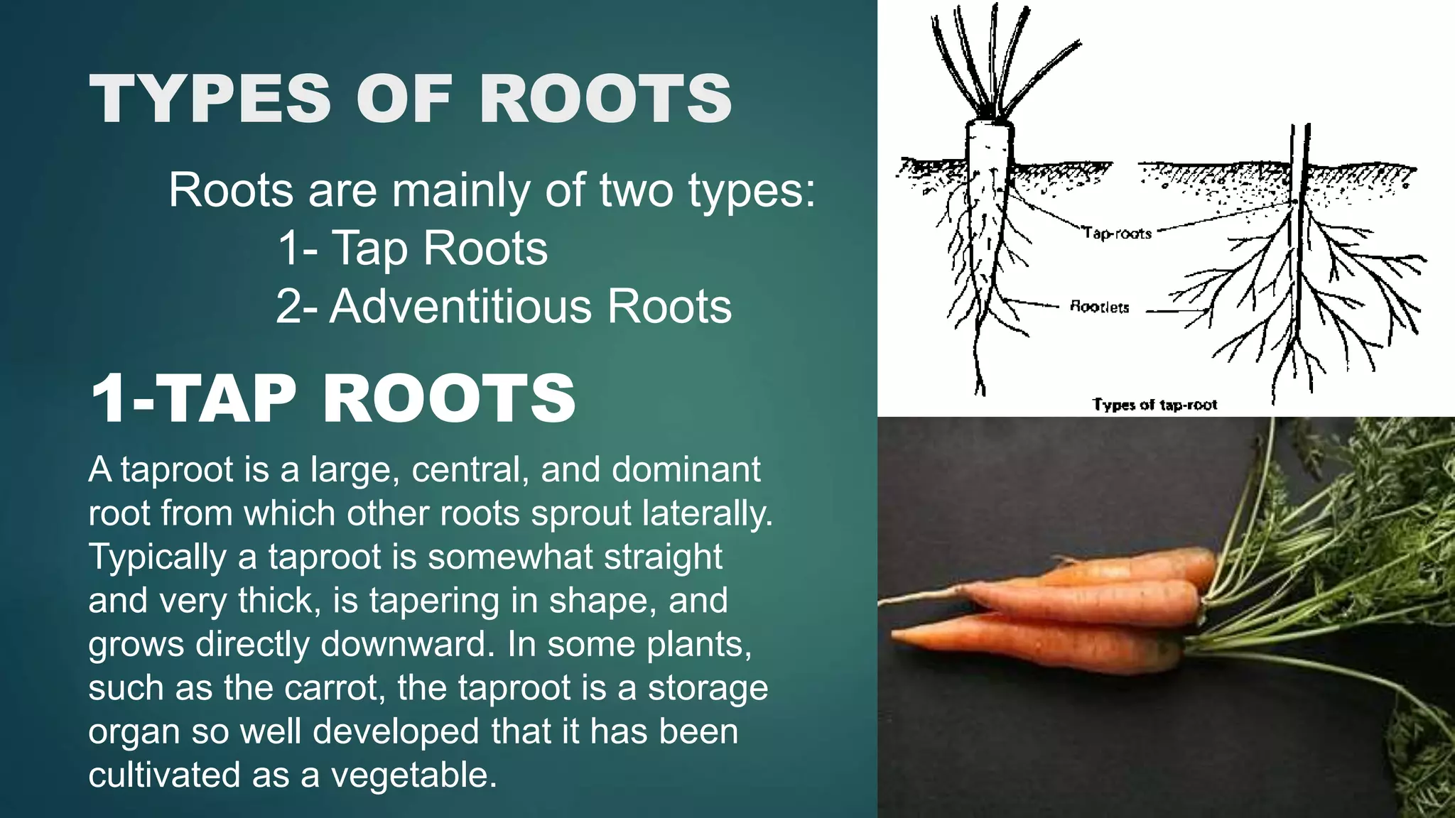 Presentation of roots | PPT