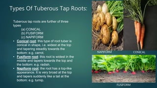 Presentation of roots | PPT