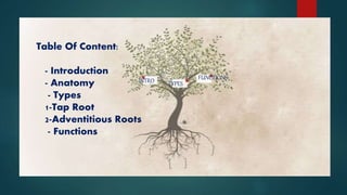 Presentation of roots | PPTX