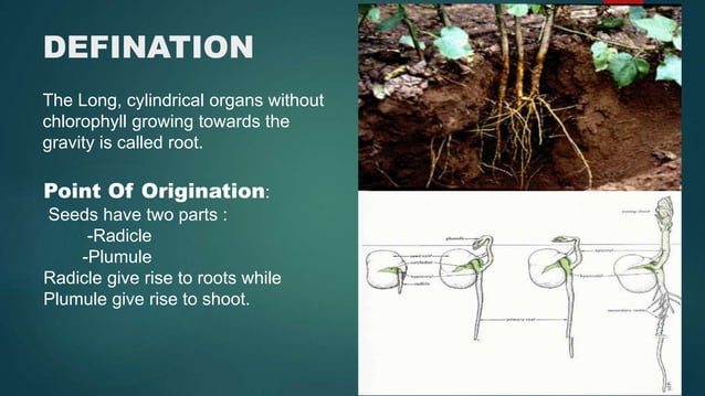 Presentation of roots | PPT