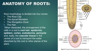 Presentation of roots | PPT