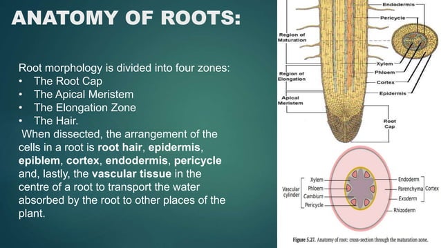 Presentation of roots | PPT