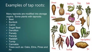 Presentation of roots | PPT