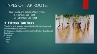 Presentation of roots | PPT
