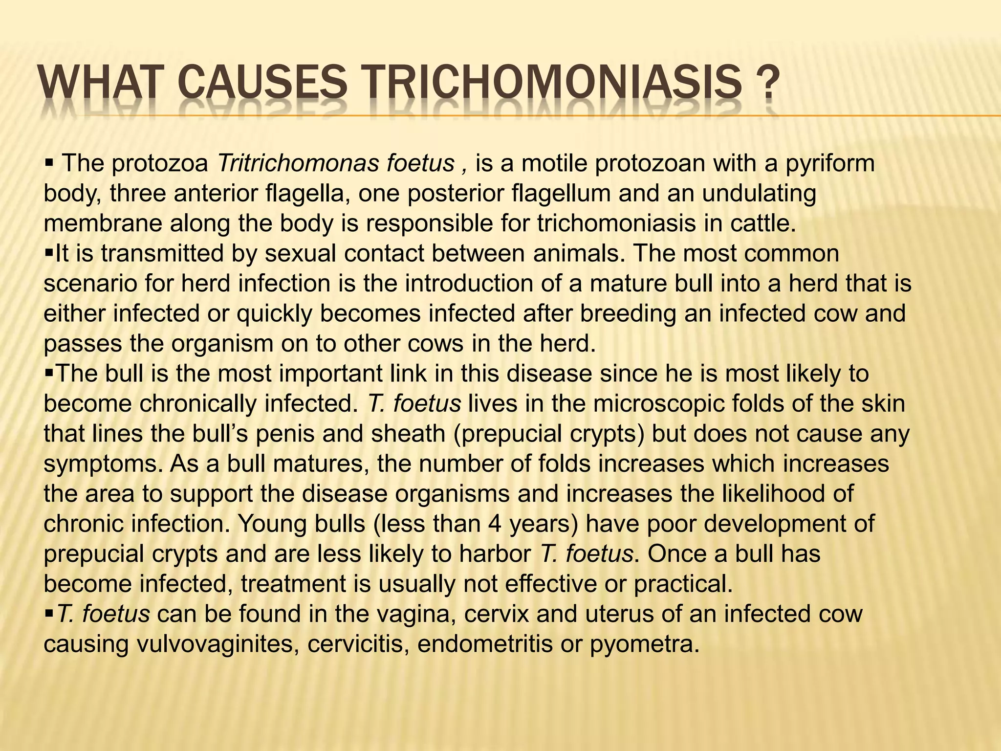 trichomoniasis | PPTX