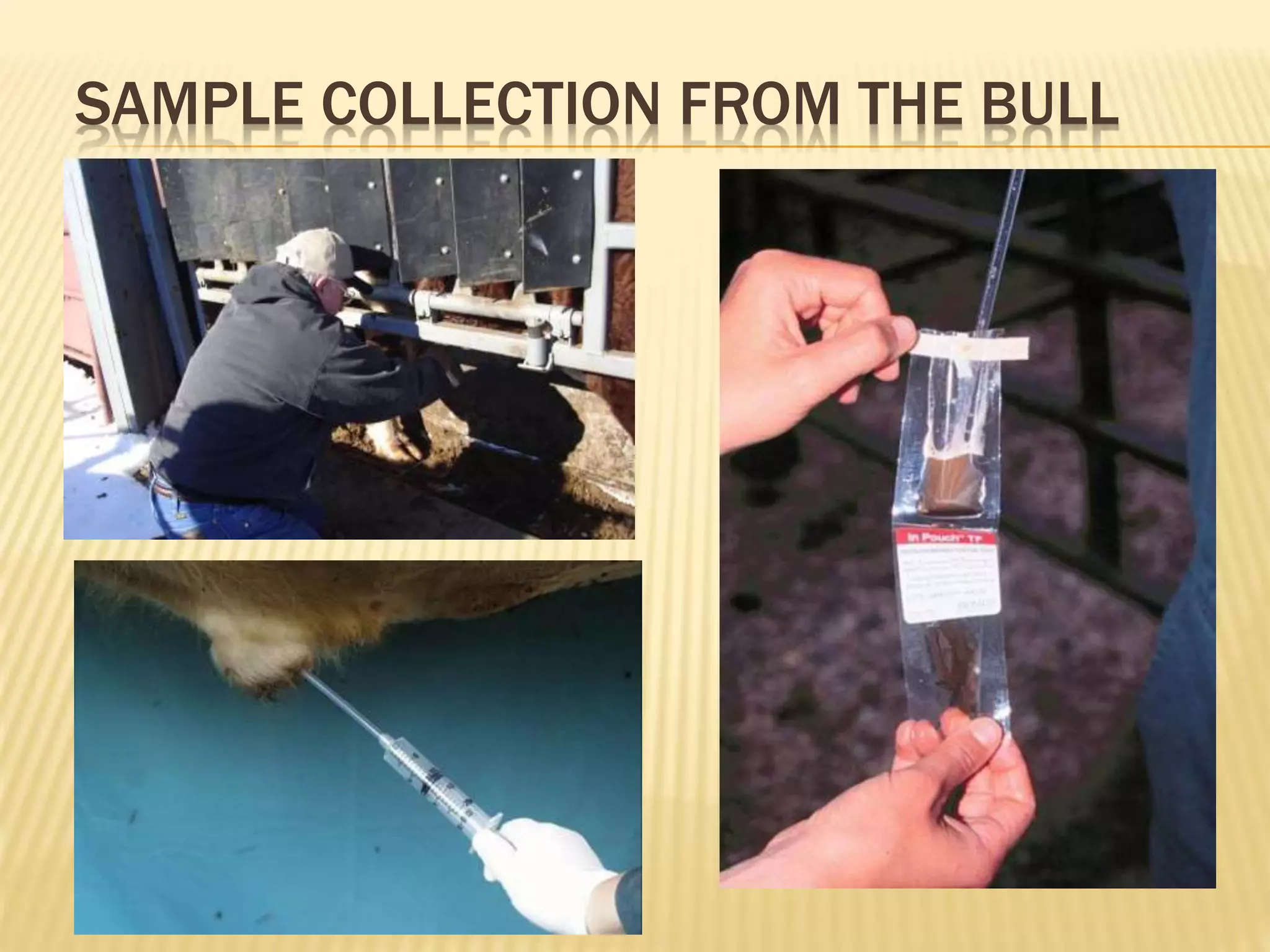 trichomoniasis | PPTX