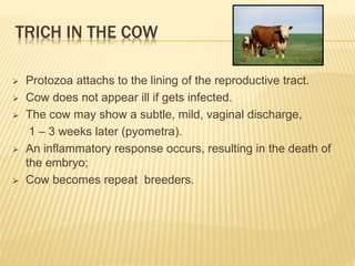 trichomoniasis | PPTX