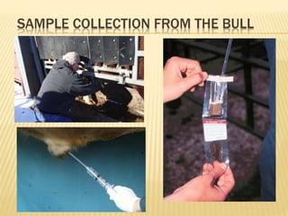 trichomoniasis | PPTX