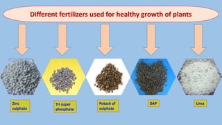 Fertilizers in Agriculture | PPTX