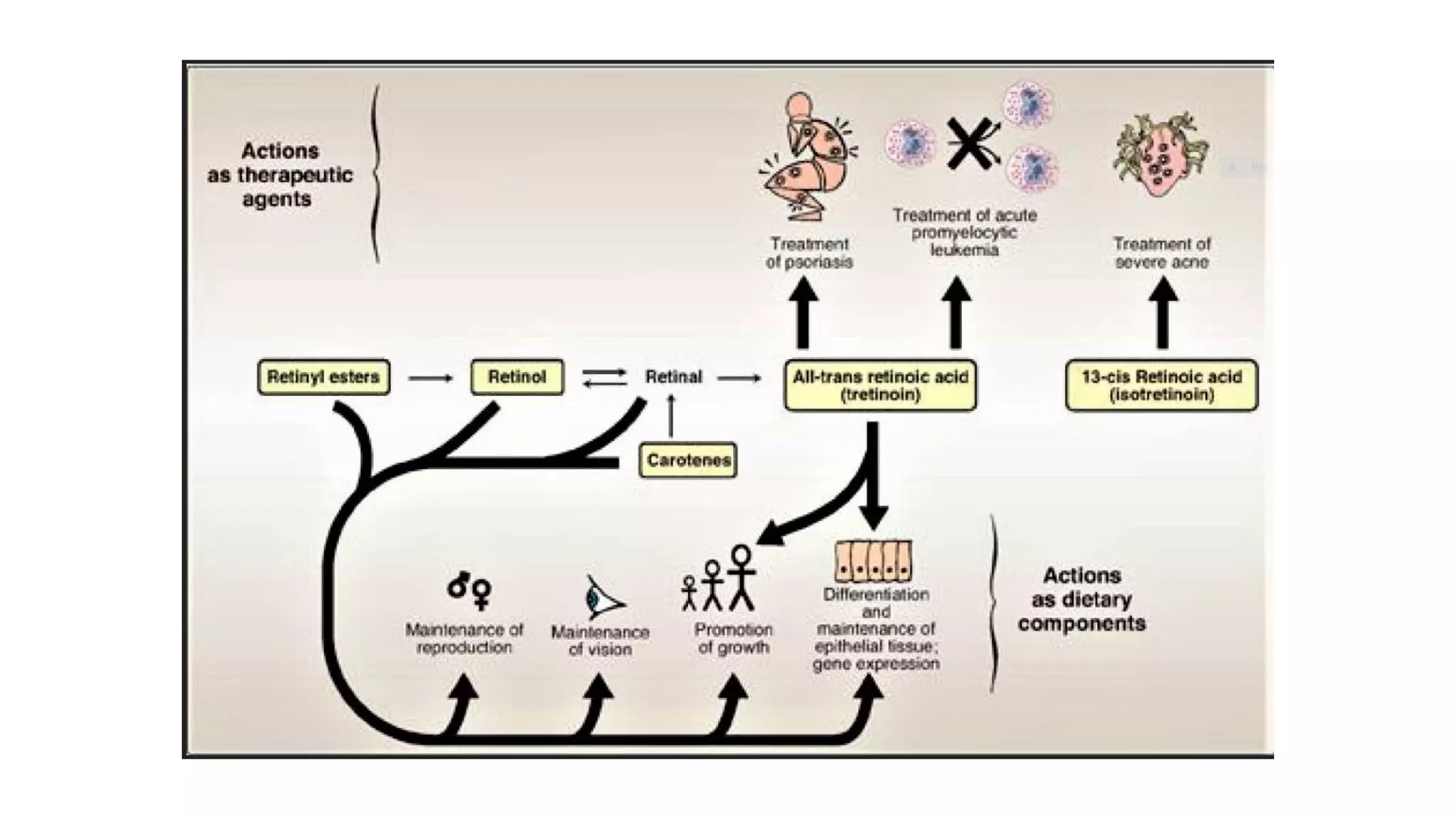 Fat soluble vitamin :Vitamin A | PPT