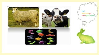 transgenic animals | PPTX