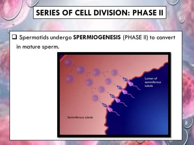 Gametogenesis (spermatogenesis and oogenesis) | PPTX