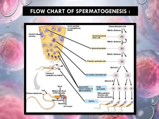Gametogenesis (spermatogenesis and oogenesis) | PPTX