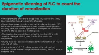Transition o of flowering plants | PDF | Gardening | Home & Garden