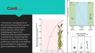 Transition o of flowering plants | PDF | Gardening | Home & Garden