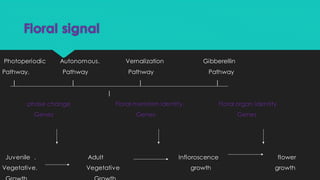 Transition o of flowering plants | PDF | Gardening | Home & Garden