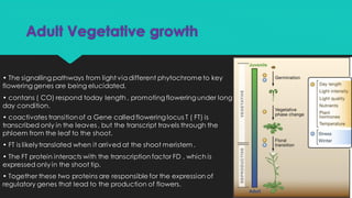 Transition o of flowering plants | PDF | Gardening | Home & Garden