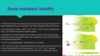 Transition o of flowering plants | PDF