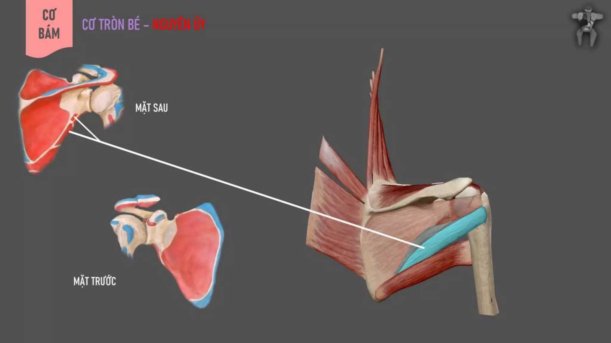 Giải Phẫu Xương Vai - Dr. Pledger | PPTX