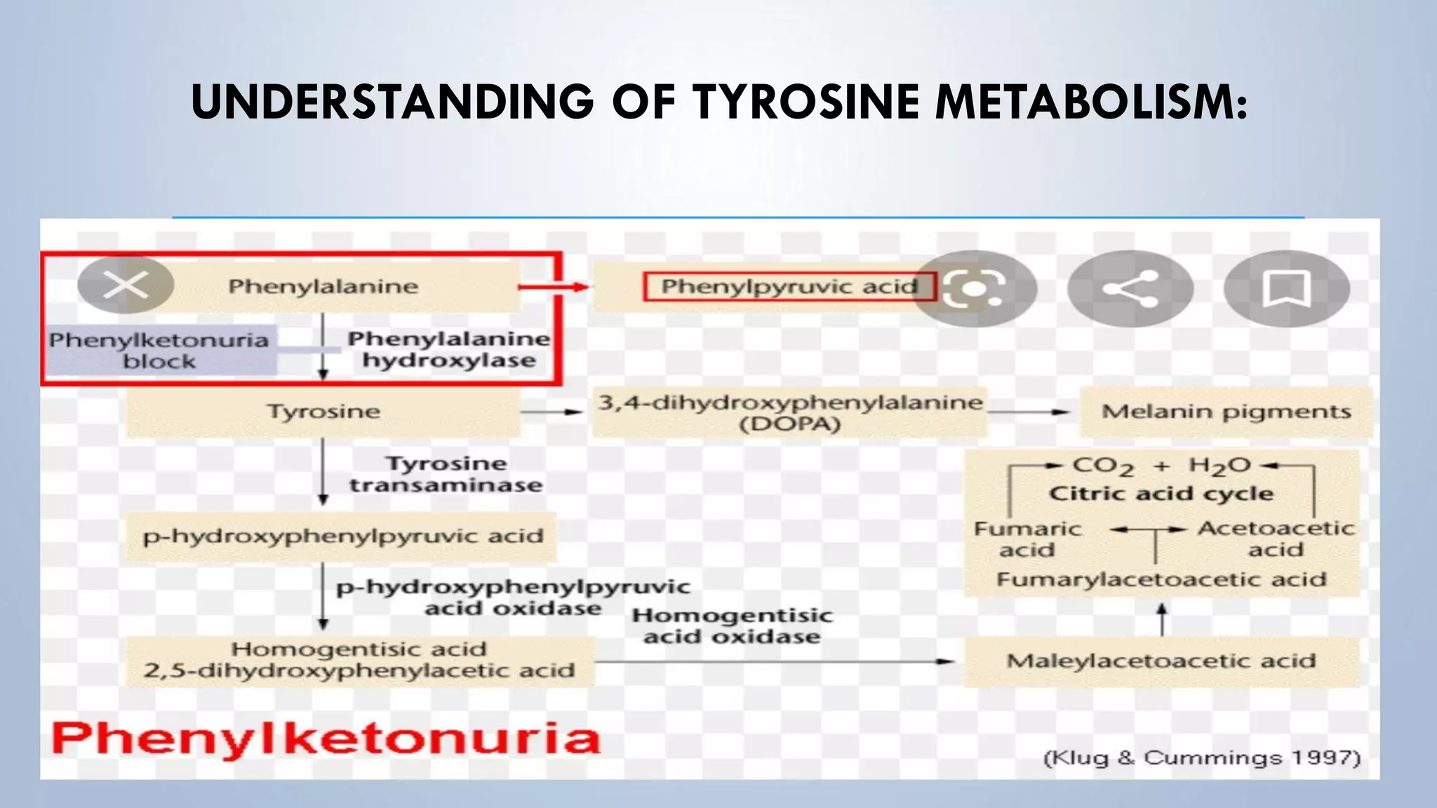 Phenylketonuria | PDF