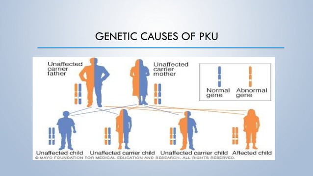 Phenylketonuria | PDF | Endocrine and Metabolic Diseases | Diseases and Conditions