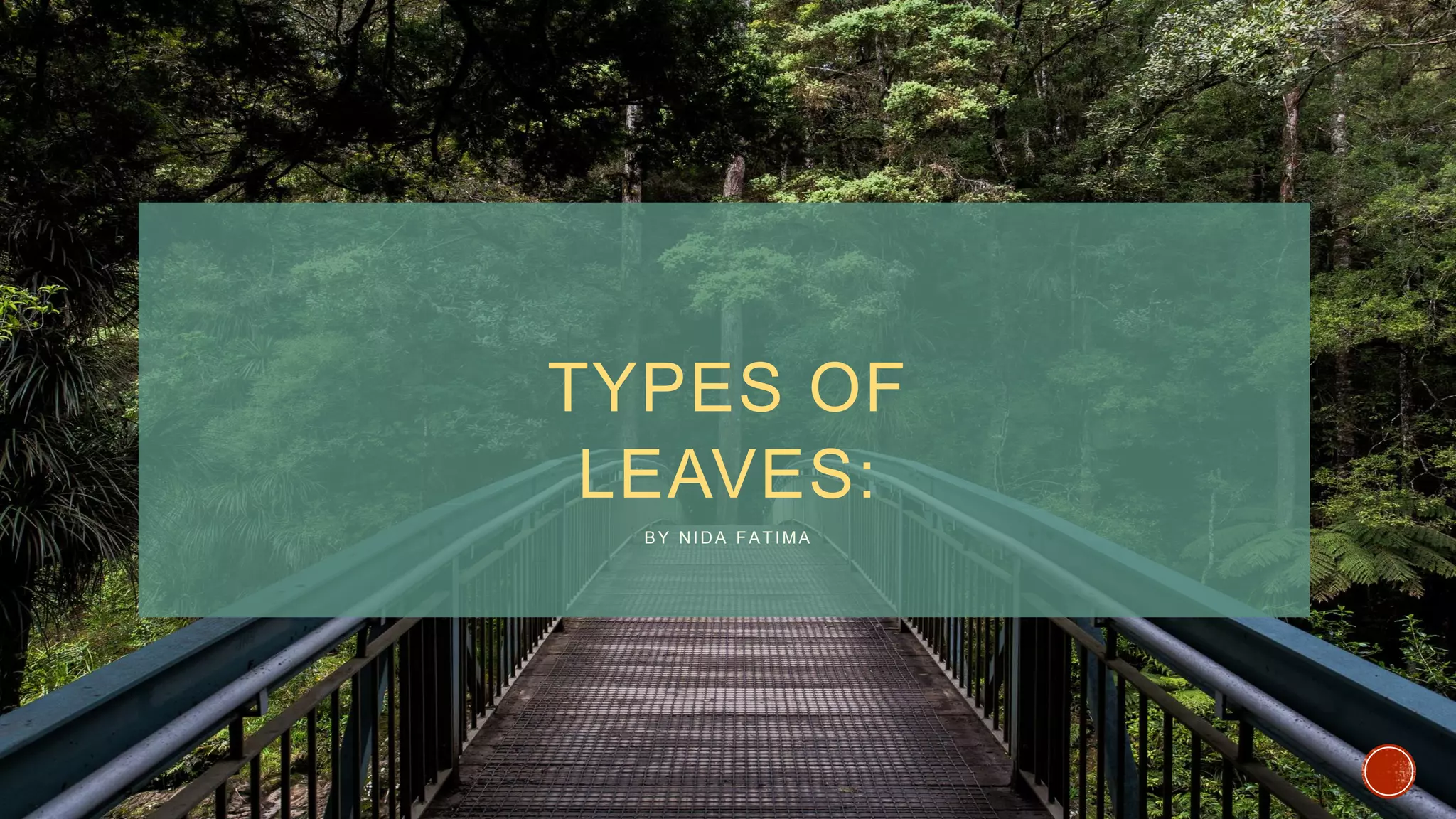 TYPES OF LEAF | PDF | Gardening | Home & Garden