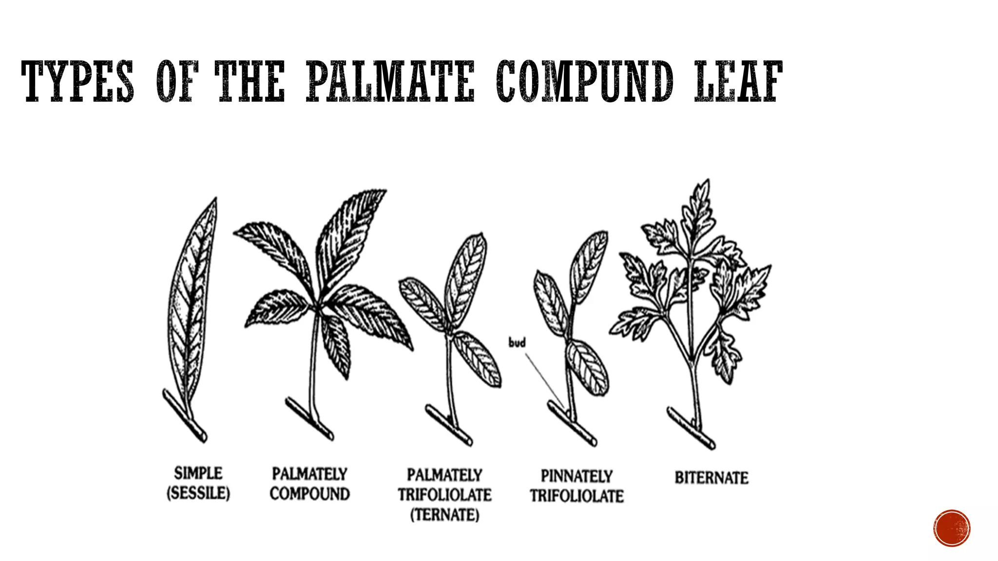TYPES OF LEAF | PDF