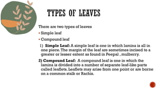 TYPES OF LEAF | PDF