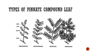 TYPES OF LEAF | PDF