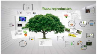 Plant reproduction | PPT