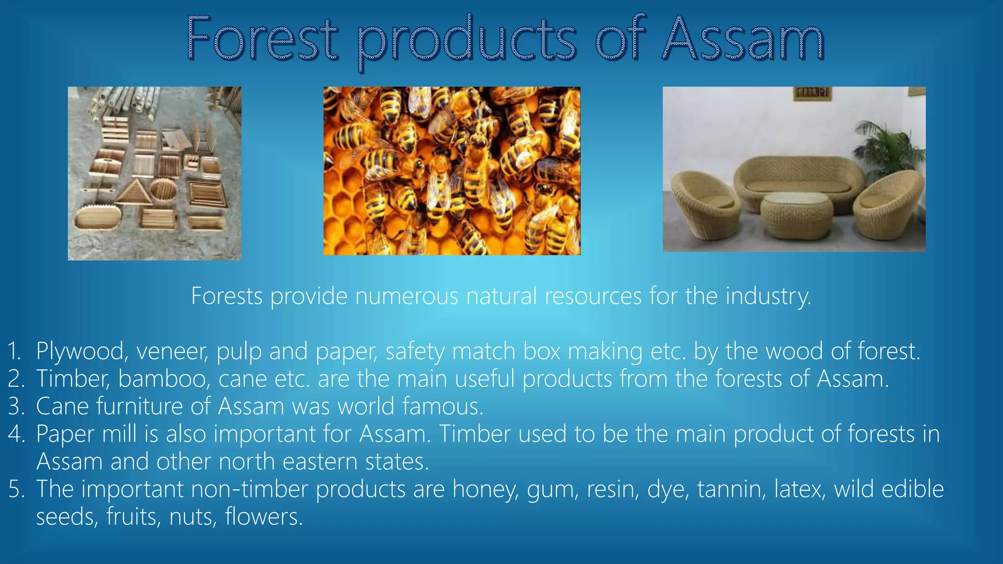 Art Integrated Project on Forest and Wildlife of Assam and Rajasthan | PPTX