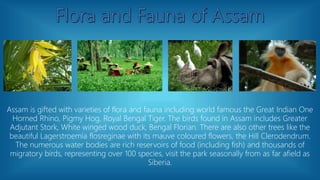 Art Integrated Project on Forest and Wildlife of Assam and Rajasthan | PPTX
