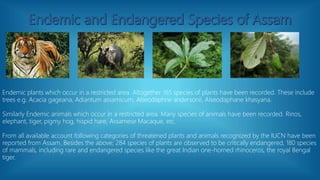 Art Integrated Project on Forest and Wildlife of Assam and Rajasthan | PPTX