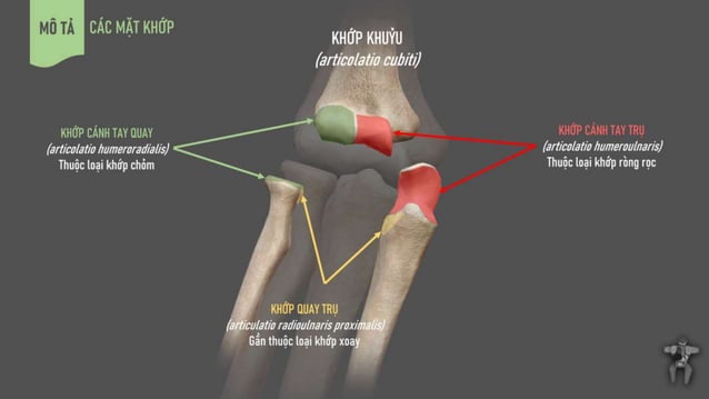 Giải Phẫu Khớp Khuỷu - Dr.Pledger