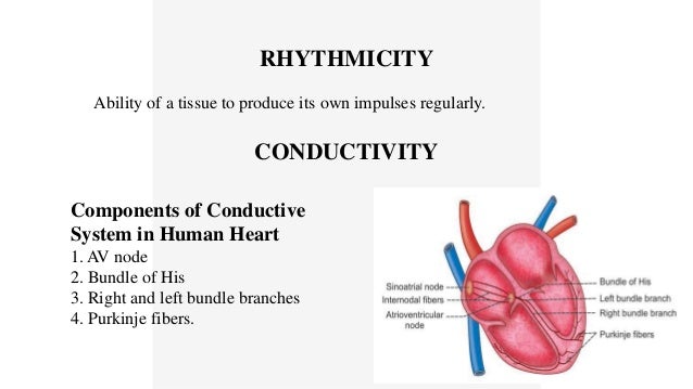 Introduction to cardiovascular system | PPTX