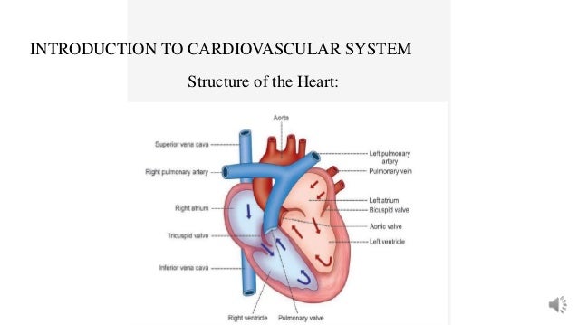 Introduction to cardiovascular system | PPTX