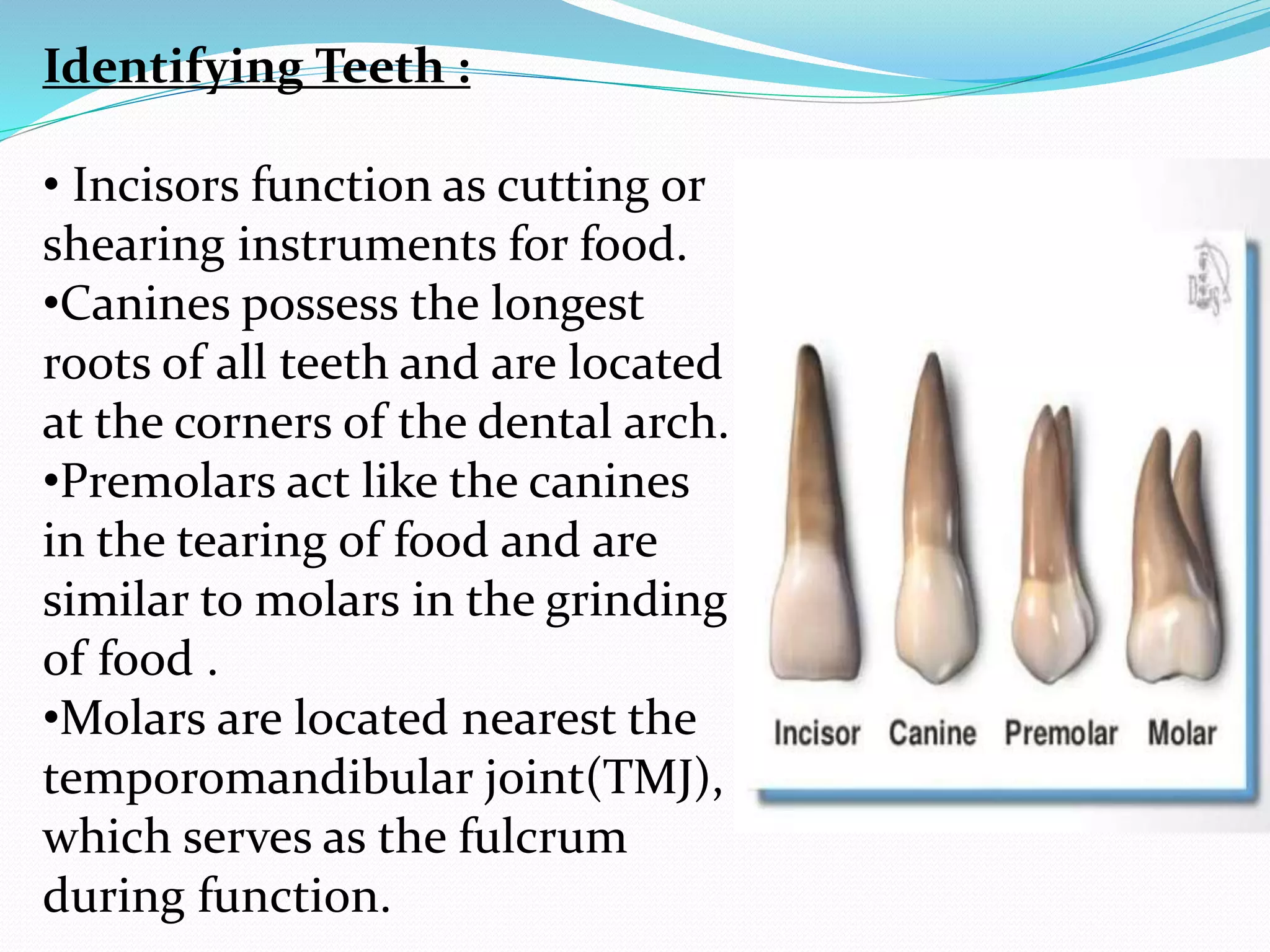 Normal anatomy of tooth (coronal & radicular ) .pptx