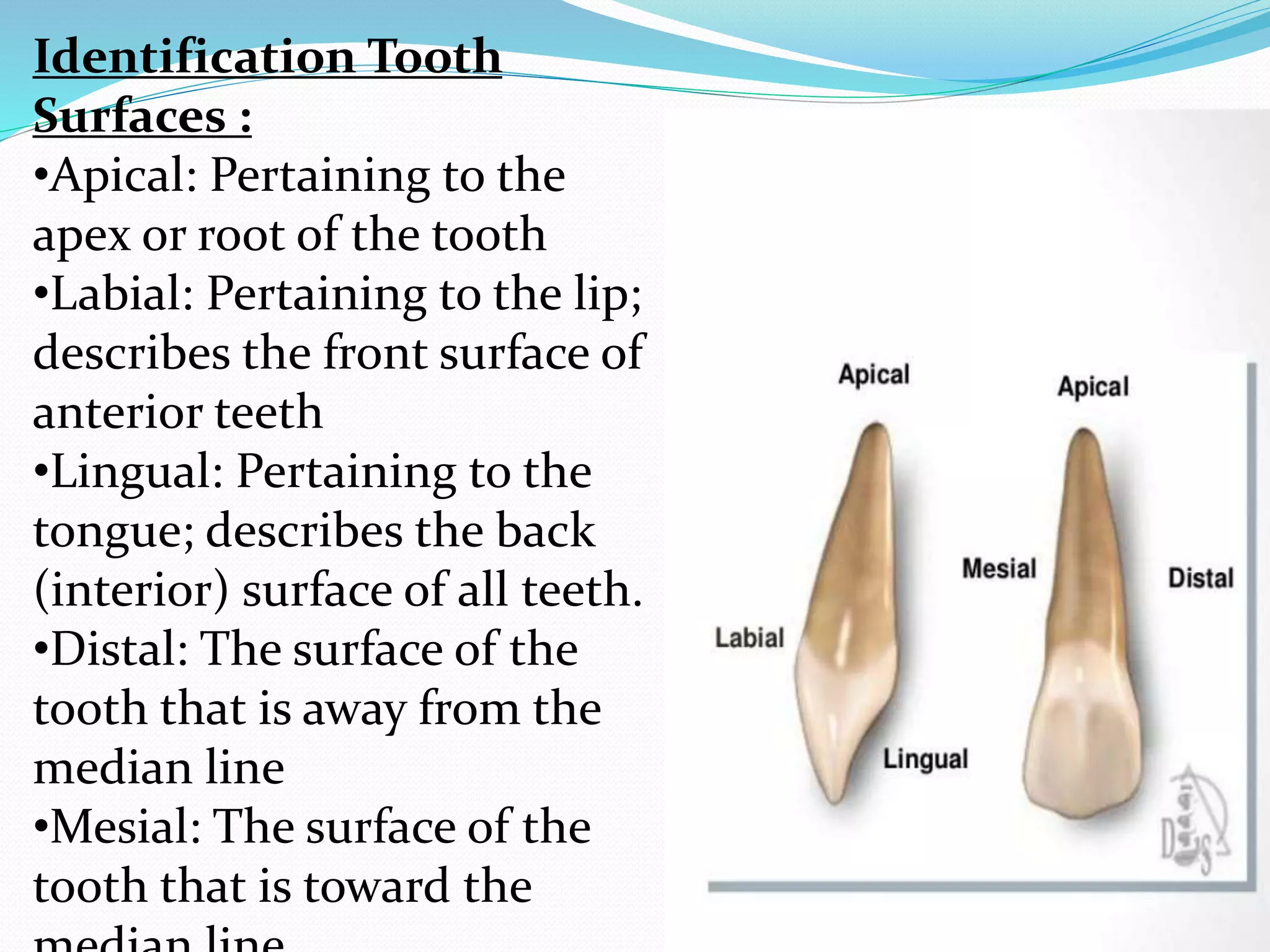 Normal anatomy of tooth (coronal & radicular ) .pptx