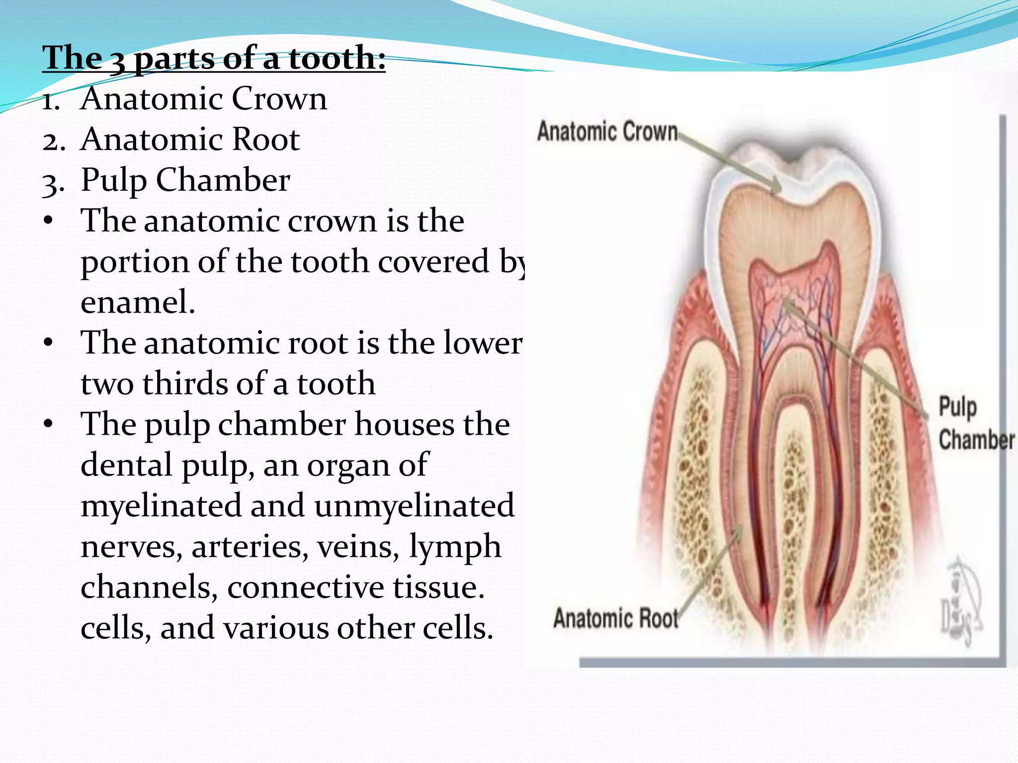 Normal anatomy of tooth (coronal & radicular ) .pptx