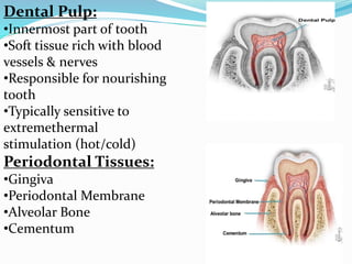 Normal anatomy of tooth (coronal & radicular ) .pptx