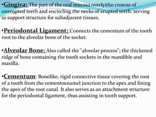 Normal anatomy of tooth (coronal & radicular ) .pptx
